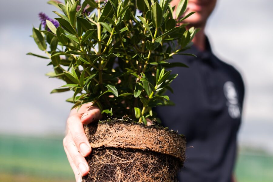 Jiffy Group - Soluciones sin turba para el cultivo de plantas