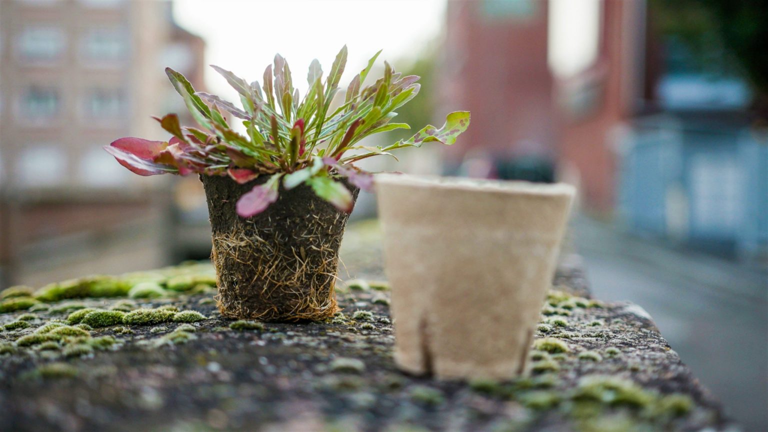 Pots: A variety of options for your plants | Jiffy Group