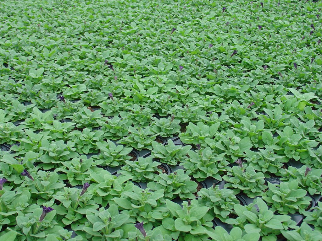 Jiffy substrates for healthy plant growth | Jiffy Group