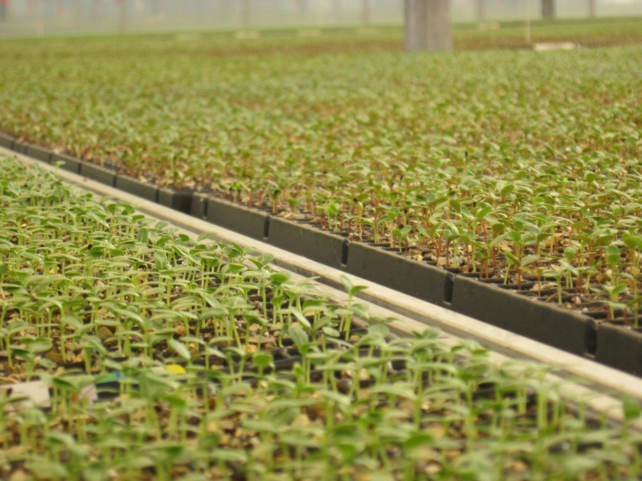 Jiffy substrates for healthy plant growth | Jiffy Group