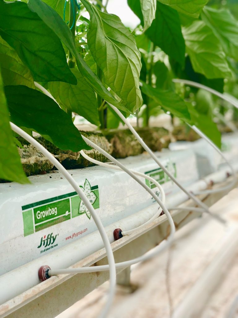 Jiffy Growbags: The perfect choice for your plants | Jiffy Group