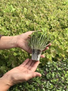 Jiffy substrates for healthy plant growth | Jiffy Group