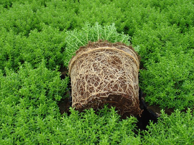 Jiffy substrates for healthy plant growth | Jiffy Group