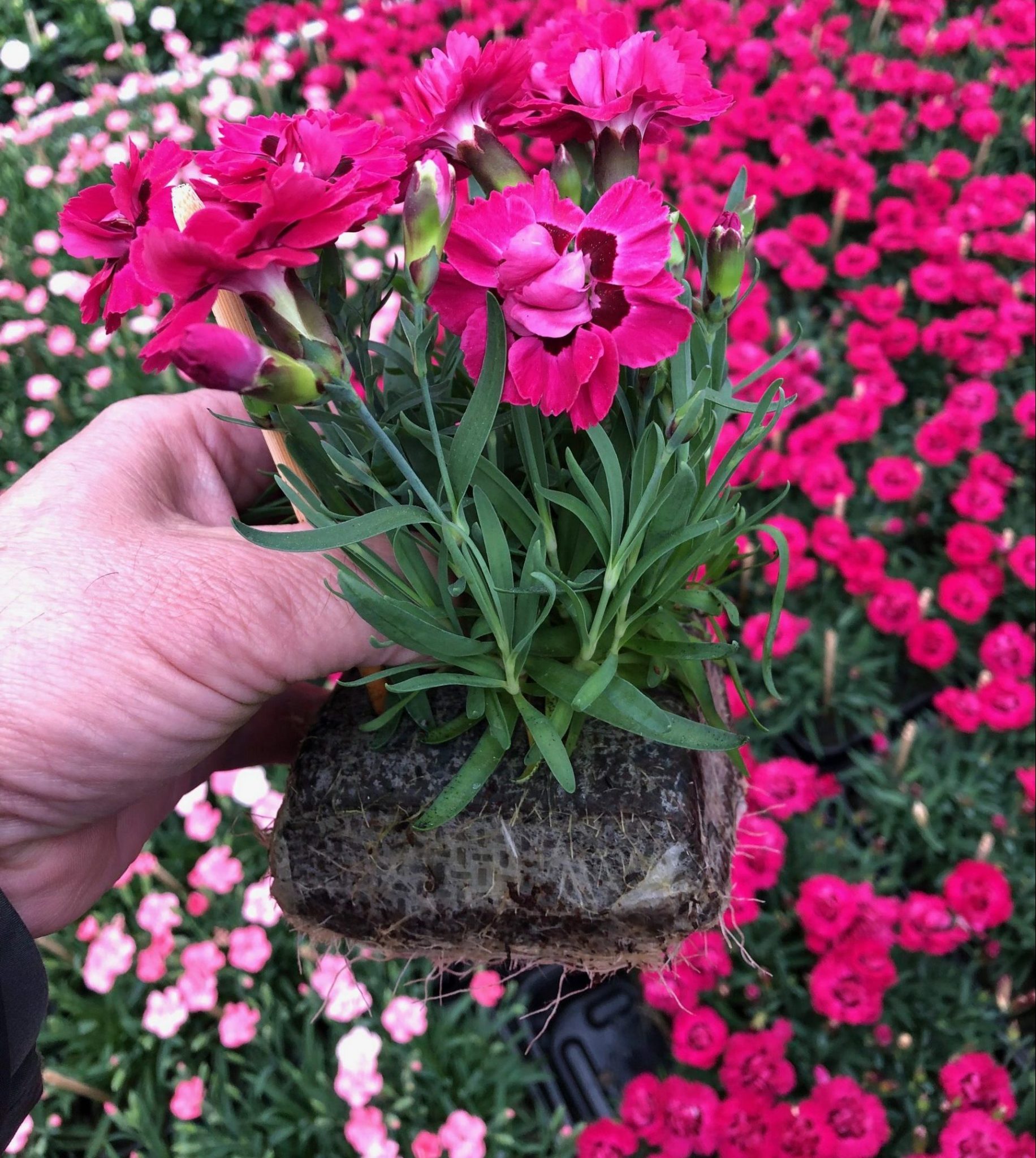 Jiffy Growblocks for optimal plant growth | Jiffy Group