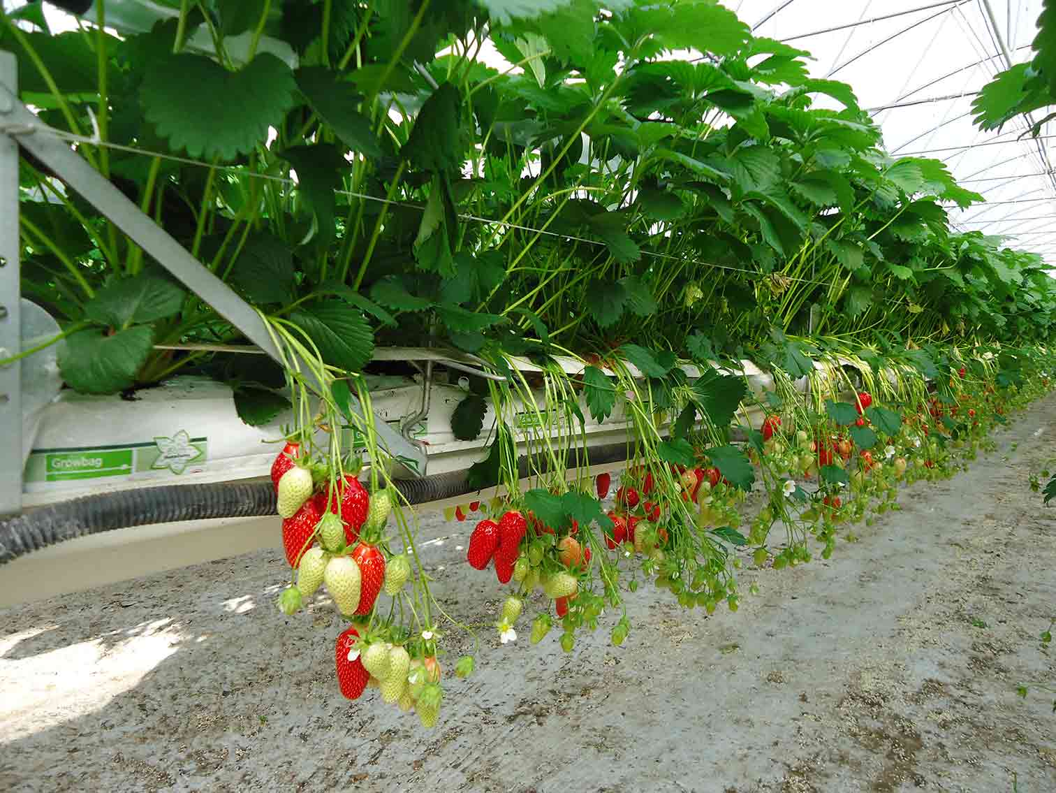 Different growing solutions for strawberries | Jiffy Group