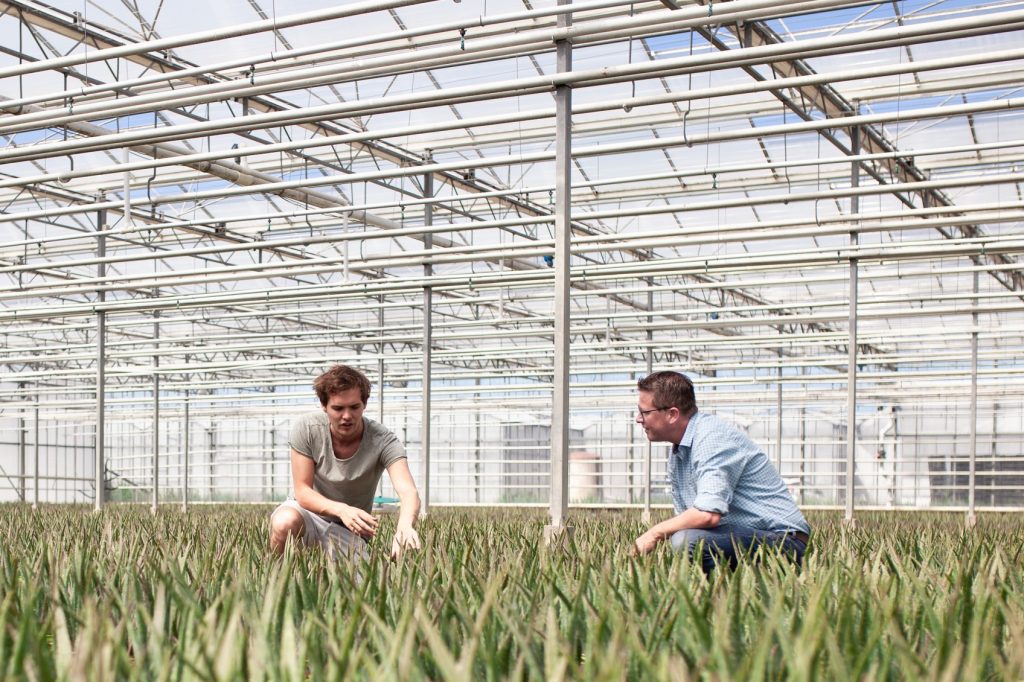 Jiffy Professional Preforma Plugs and Plantplugs | Jiffy Group