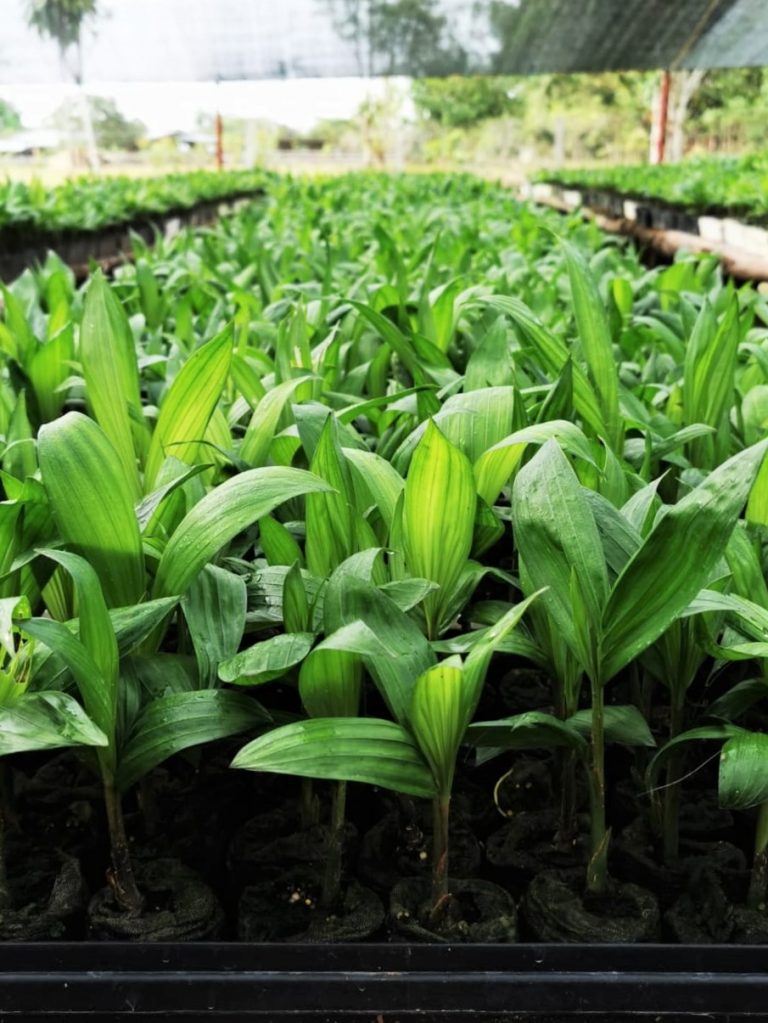 Jiffy Sustainable Peat Pellets | Plant Pellets | Jiffy Group