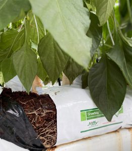 Professional Sustainable Growbags | Jiffy Growing Solutions