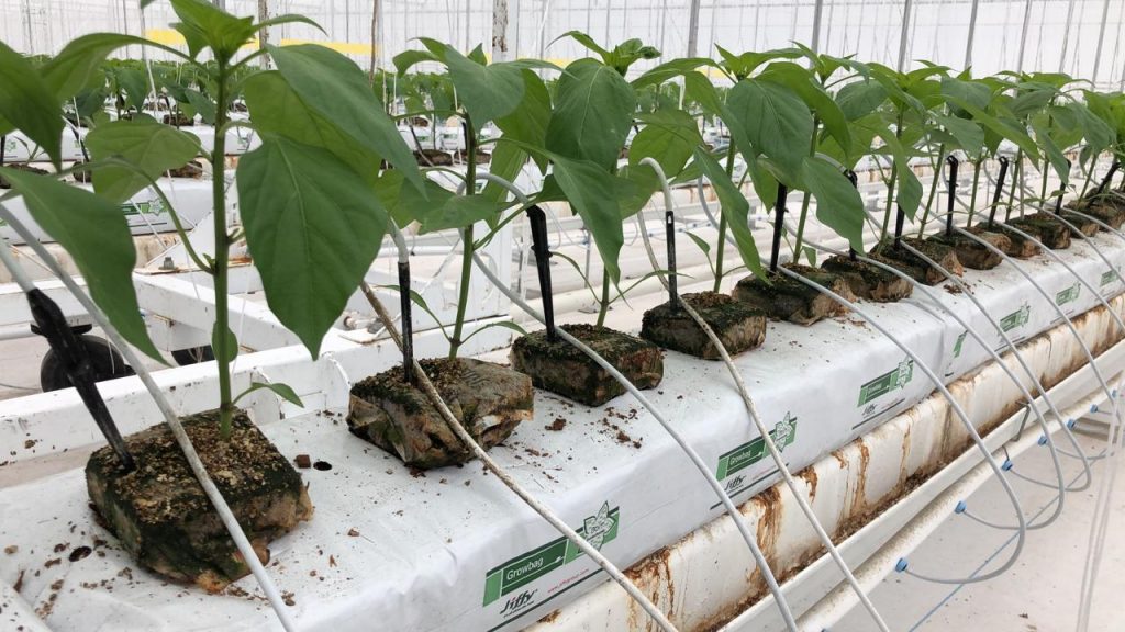 Jiffy Growbags: The perfect choice for your plants | Jiffy Group