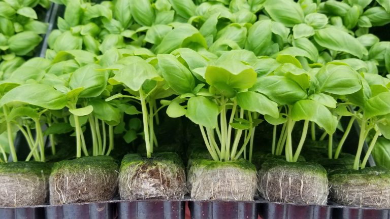 Jiffy Growblocks | Greenhouse - Horticulture | Jiffy Group