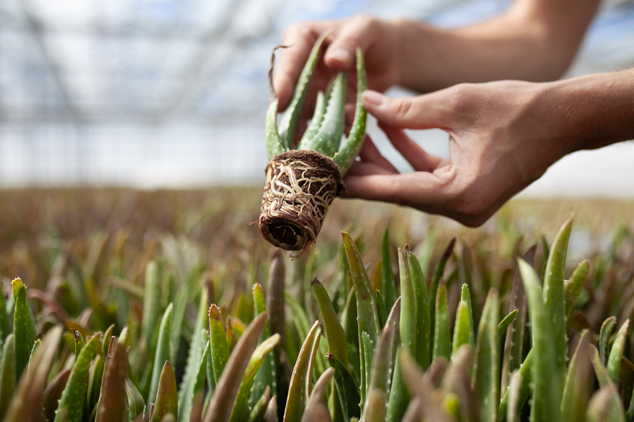 Jiffy Group - Sustainable Plant Growing Solutions - Video