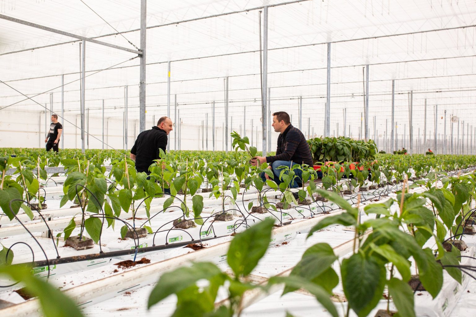 Jiffy Growblocks for optimal plant growth | Jiffy Group