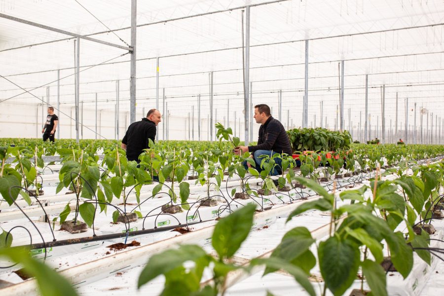 Jiffy Growblocks for optimal plant growth | Jiffy Group