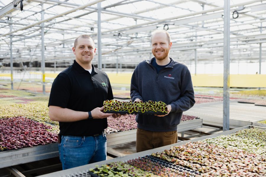 Jiffy substrates for healthy plant growth | Jiffy Group