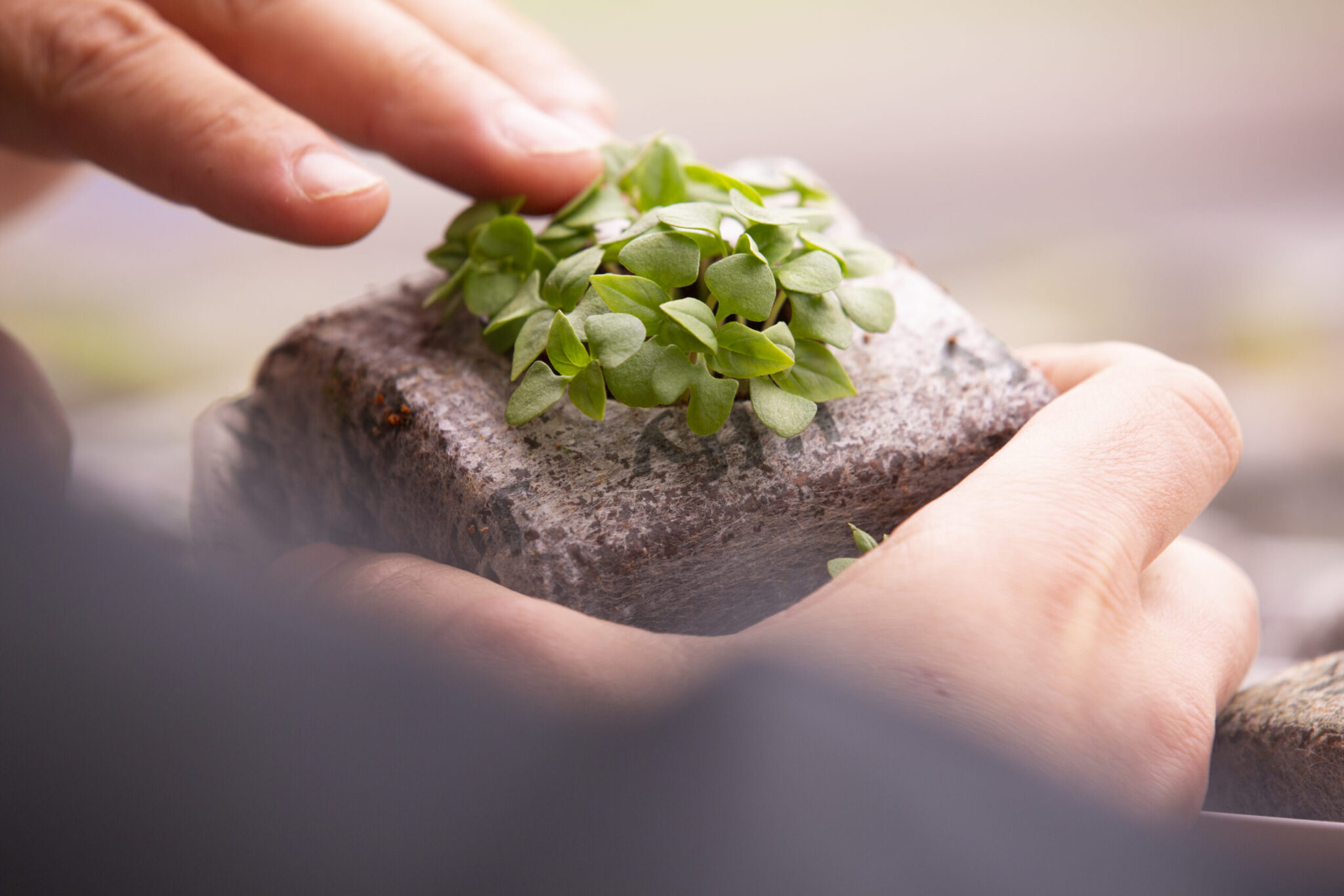 Jiffy Growblocks for optimal plant growth | Jiffy Group