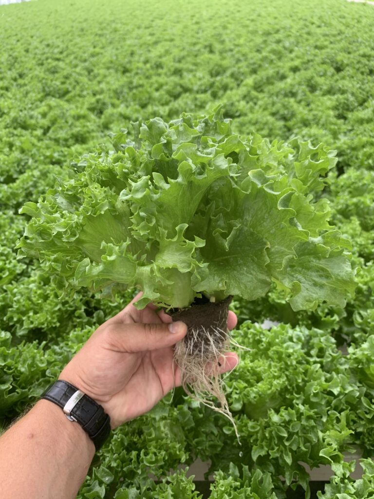 Jiffy Group • Jiffy Group EN