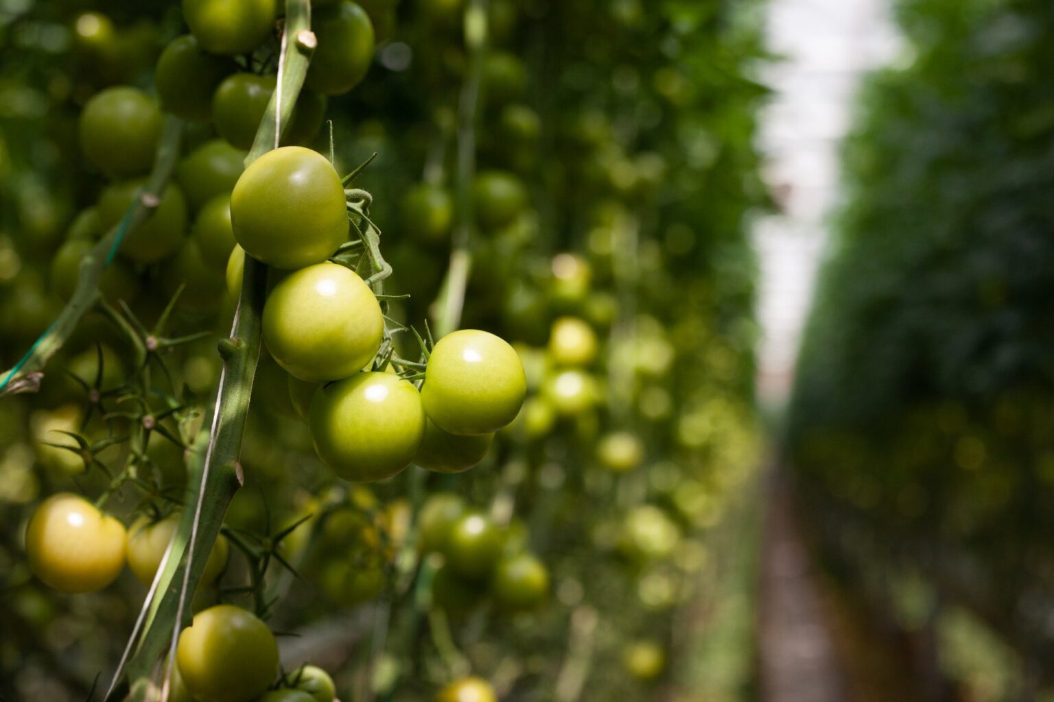 Tomato production is one of the most important agricultural activities ...