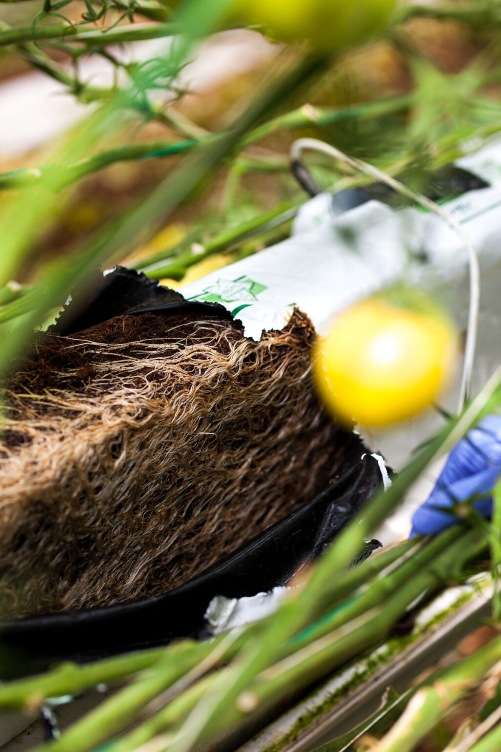 Jiffy Growbags: The perfect choice for your plants | Jiffy Group