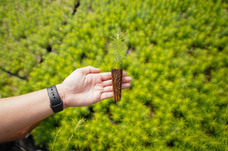 Forestry Solutions | Jiffy Group