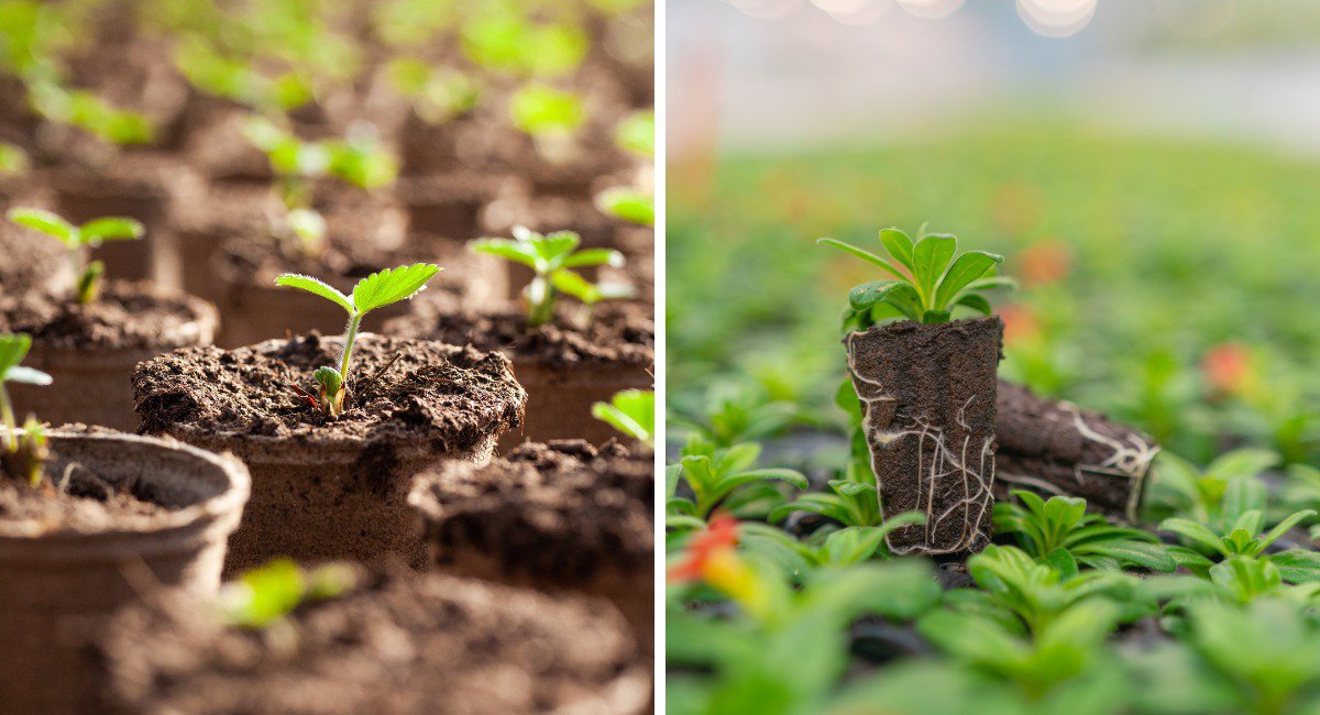 Jiffy at Cultivate’25: Built to Work Together from Plug to Pot