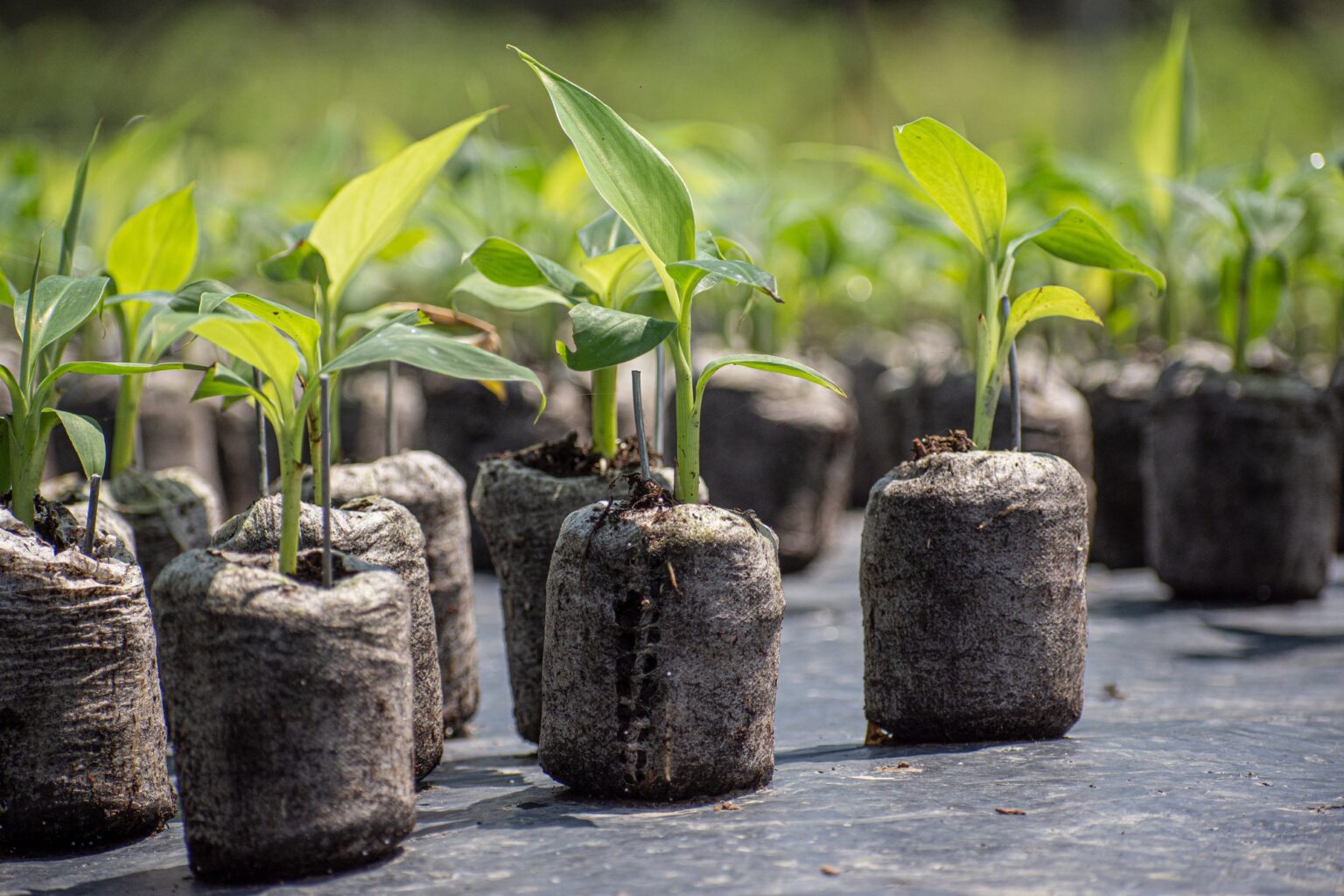 Agricultural Innovation with Jiffy: Optimizing Banana Cultivation